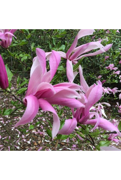 Mutlupaket Tüplü Nadir Bulunan Mor Çiçekli Manolya (Magnolia) Fidanı