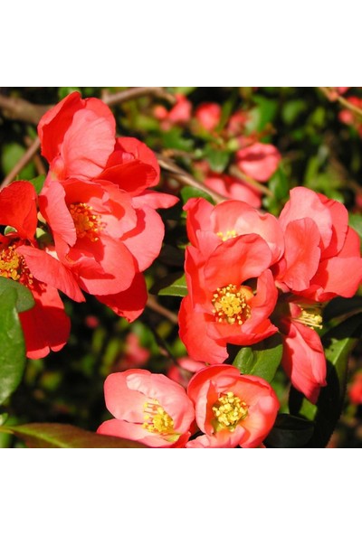 Mutlupaket Tüplü Japanese Quince Japon Ayvası Fidanı