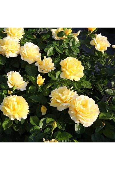 Mutlupaket Tüplü Yediveren Kokulu Sarmaşık Sarı Ponpon Gül Fidanı Mutlupaket Tüplü Yediveren Kokulu Sarmaşık Sarı Ponpon Gül Fidanı