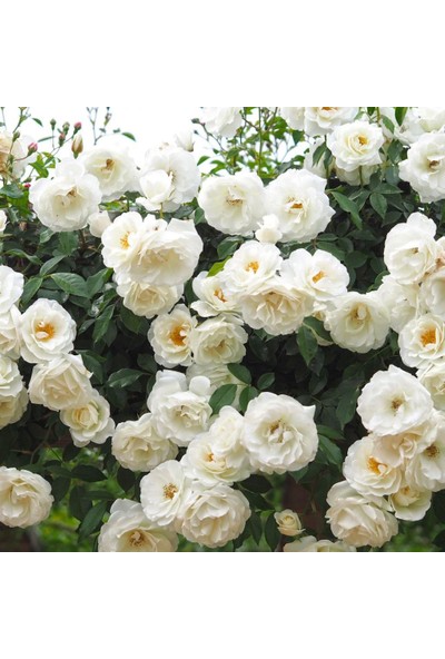 Mutlupaket Tüplü Sarmaşık Erva Beyaz Kokulu Gül Fidanı Mutlupaket Tüplü Sarmaşık Erva Beyaz Kokulu Gül Fidanı