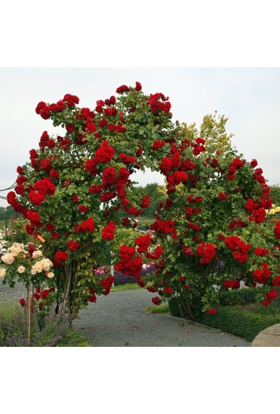 Mutlupaket Tüplü Kokulu Gül-Fem Hatun Kırmızı Sarmaşık Gül Fidanı Mutlupaket Tüplü Kokulu Gül-Fem Hatun Kırmızı Sarmaşık Gül Fidanı