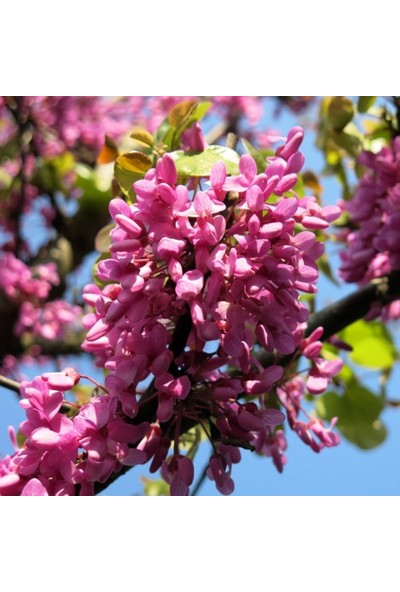 Mutlupaket Tüplü Erguvan Ağacı (Cercis Siliquastrum) Fidanı (100-150 cm 3 Yaş)