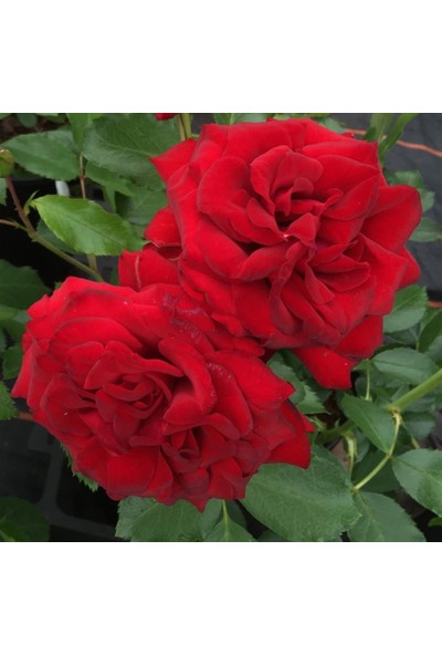 Mutlupaket Tüplü Yediveren Relaxing Açık Kırmızı Kokulu Gül Fidanı