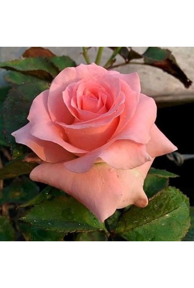 Mutlupaket Tüplü Yediveren Kokulu Puppies Mouth Açık Pembe Gül Fidanı Mutlupaket Tüplü Yediveren Kokulu Puppies Mouth Açık Pembe Gül Fidanı