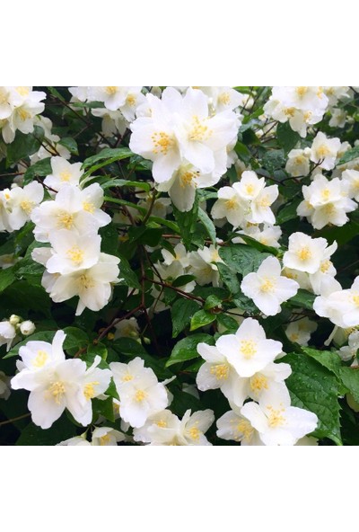 Mutlupaket Tüplü Hoş Kokulu Soğuklara Dayanıklı Filbahri Fidanı (100-150 Cm)