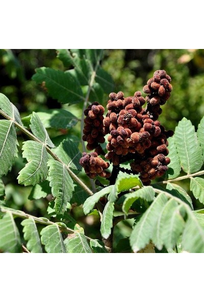 Mutlupaket Tüplü Sumak Ağacı (Rhus Typhina) Fidanı (15-20 Cm) Mutlupaket Tüplü Sumak Ağacı (Rhus Typhina) Fidanı (15-20 Cm)