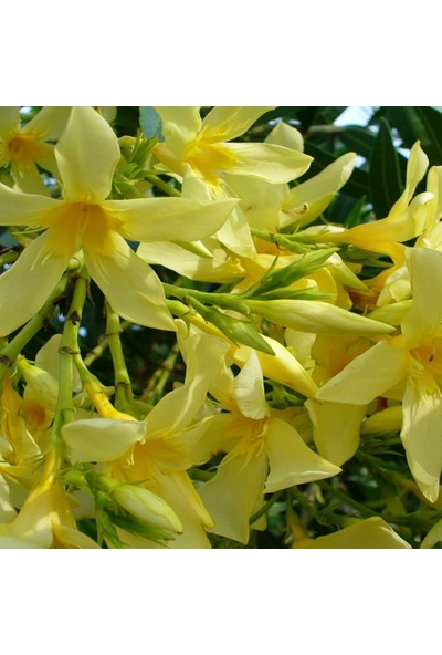 Mutlupaket Tüplü Sarı Çiçekli Zakkum Fidanı Mutlupaket Tüplü Sarı Çiçekli Zakkum Fidanı