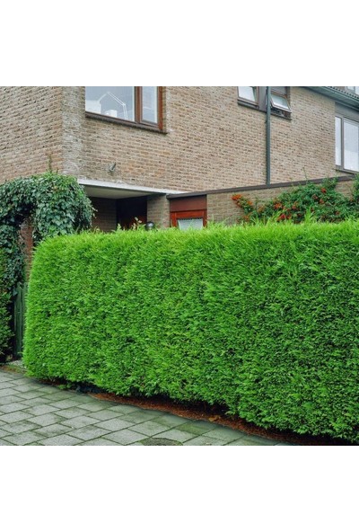 Mutlupaket Tüplü Çit Mazı Fidanı (50 Adet) Mutlupaket Tüplü Çit Mazı Fidanı (50 Adet)