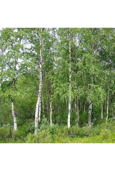 Mutlupaket Tüplü Soğuklara Dayanıklı Huş Ağacı (Betula Alba) Fidanı