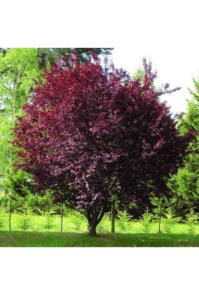 Mutlupaket Tüplü Kırmızı Yapraklı Süs Eriği (Prunus Nigra) Fidanı Mutlupaket Tüplü Kırmızı Yapraklı Süs Eriği (Prunus Nigra) Fidanı