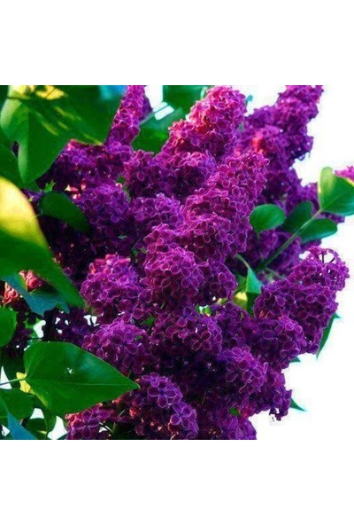 Mutlupaket Tüplü Hoş Kokulu Salkım Leylak Fidanı