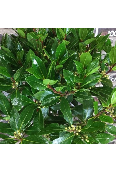 Mutlupaket Tüplü Defne Ağacı (Laurus Nobilis) Fidanı (80-120 Cm) Büyük Saksı