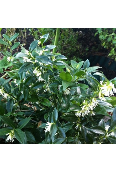 Mutlupaket Tüplü Kışın Çiçek Açan Nadir Parfüm Kutusu Sarcococca Fidanı Mutlupaket Tüplü Kışın Çiçek Açan Nadir Parfüm Kutusu Sarcococca Fidanı