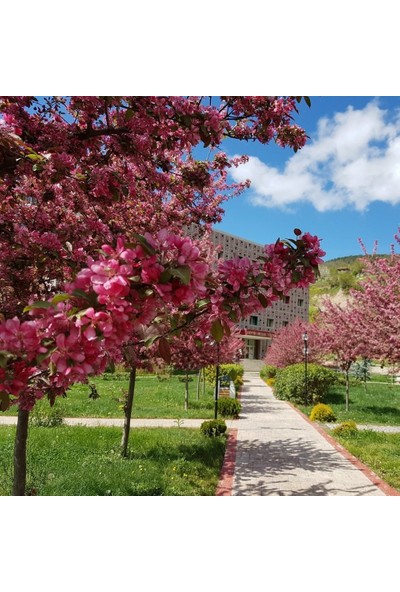 Mutlupaket Tüplü Süs Elması (Malus Floribunda Prunifolia) Fidanı