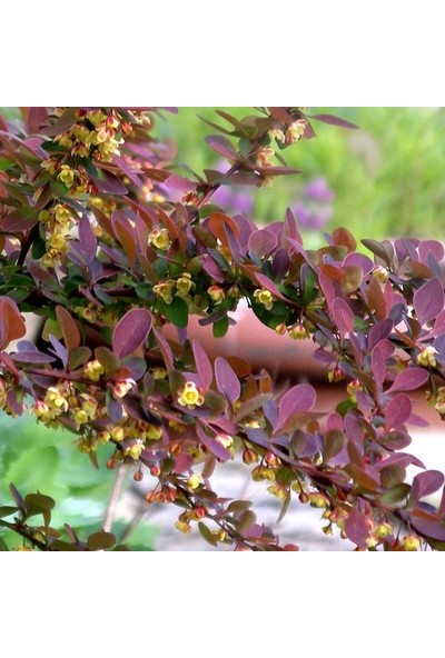 Mutlupaket Tüplü Kırmızı Berberis Thunbergii Kadın Tuzluğu Fidanı Mutlupaket Tüplü Kırmızı Berberis Thunbergii Kadın Tuzluğu Fidanı