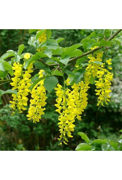Mutlupaket Tüplü Sarı Salkım Ağacı (Laburnum Alpinum) Fidanı