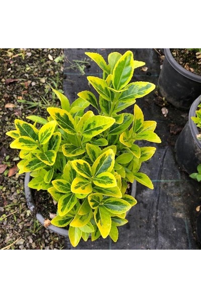 Mutlupaket Tüplü Alacalı Altuni Gold Taflan Fidanı (5 Adet)