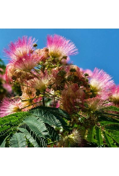 Mutlupaket Tüplü Gülibrişim Ipek Ağacı Fidanı (30-60 Cm)