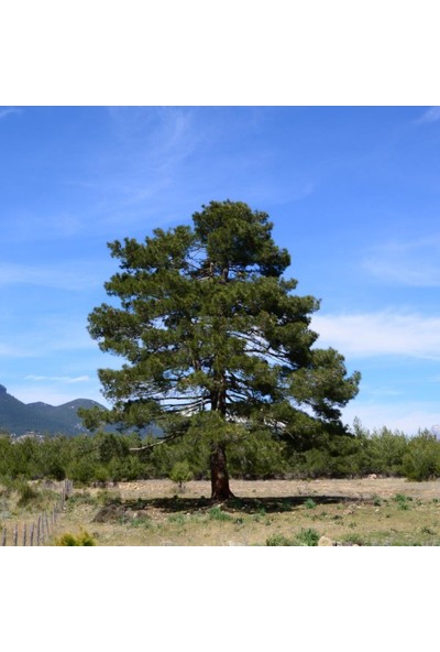 Mutlupaket Tüplü (Pinus Brutia) Kızıl Çam Fidanı