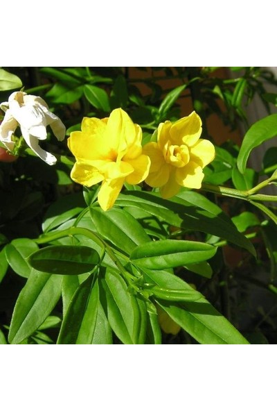 Mutlupaket Tüplü Sarı Çiçekli Yasemin (Yellow Jasmine) Fidanı