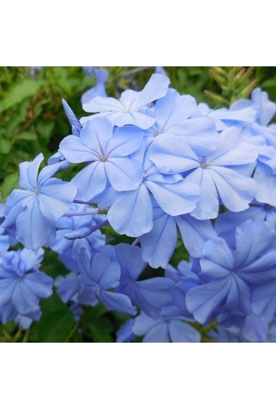 Mutlupaket Tüplü Mavi Çiçekli Yasemin (Blue Jasmine) Fidanı (60-100CM)