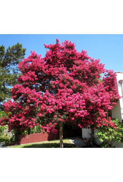 Mutlupaket Tüplü Oya Ağacı (Ispanyol Leylağı Hint Leylağı) Fidanı