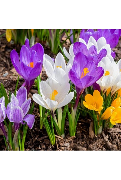 Mutlupaket Karışık Renkli Çiğdem Soğanı (5 Adet)