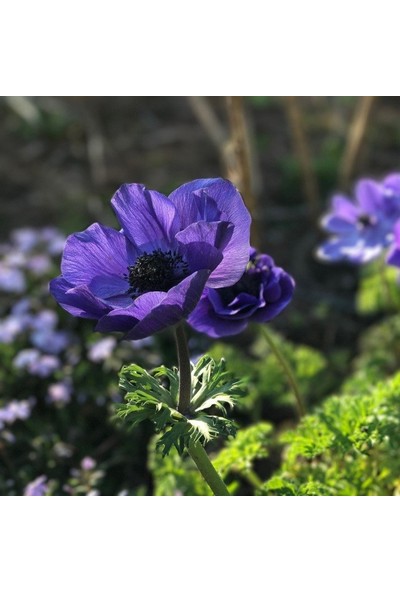Mutlupaket Mr Fokker Mor Renkli Anemon Çiçeği Soğanı (5 Adet)