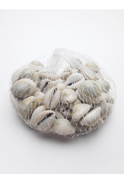 Be Beauty Büyük Tazı Boncuk (Deniz Kabuğu) 22 mm (1 Pakette 100 Gr)