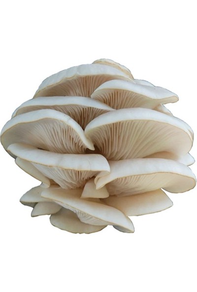 Sebze Meyve Dünyası İstiridye Mantarı 350 gr