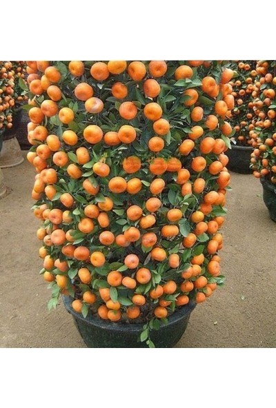 Köy Tohumları 10 Adet Tohum Bodur Bonsai Mandalina Bonzai Ağacı Tohum Süpriz Hediye Bonsai Ağacı Tohum
