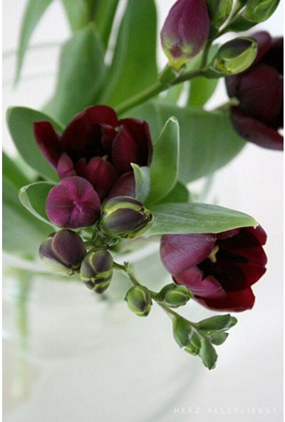 Net Tarım 5 Adet Bordo Frezya Çiçeği Soğanı Mis Kokulu Katmerli