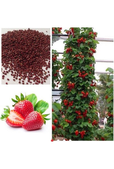 Farm Life 100 Adet Yediveren Sarmaşık Çilek Tohumu Farm Life 100 Adet Yediveren Sarmaşık Çilek Tohumu