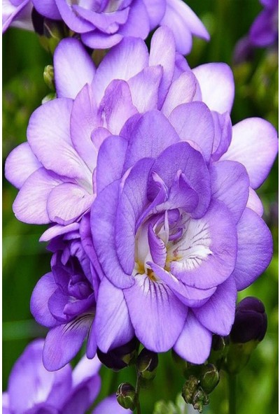 Net Tarım 5 Adet Mor Frezya Çiçeği Soğanı Mis Kokulu Katmerli Net Tarım 5 Adet Mor Frezya Çiçeği Soğanı Mis Kokulu Katmerli