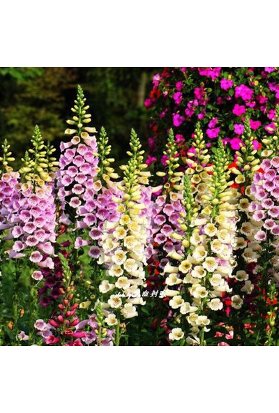 Fidanistanbul Fidan Istanbul Digitalis Purpurea Yüksük Otu Çiçeği Saksıda Fidanistanbul Fidan Istanbul Digitalis Purpurea Yüksük Otu Çiçeği Saksıda
