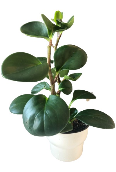 Peperomia Polybotrya Bitki