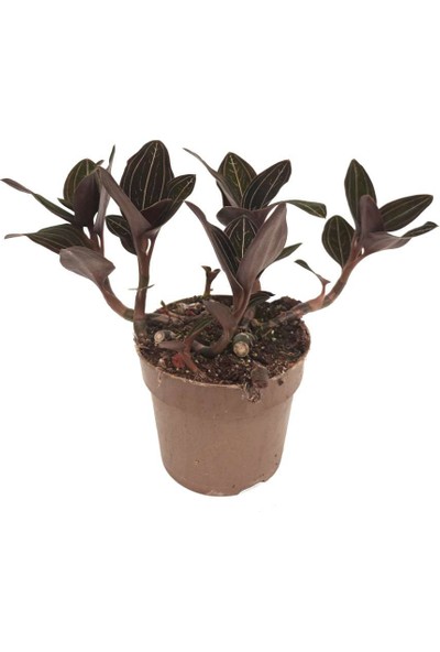 Palmiye Ludisia Discolor - Mücevher Orkidesi (12 cm Saksıda)