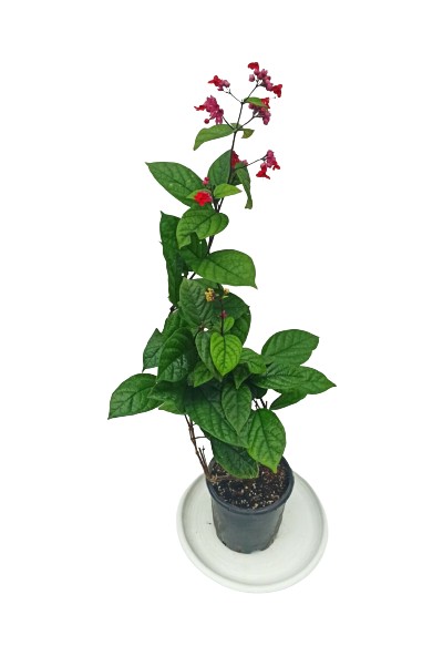 SERVET GARDEN Kanayan Kalpler - Clerodendrum Thomsoniae - 60-80CM