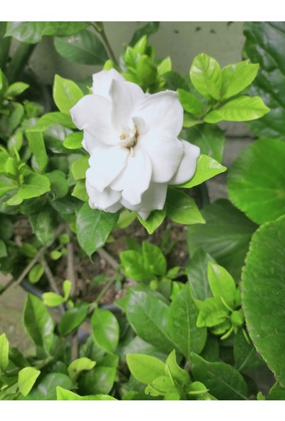 İncim Çİçekçilik ve Fidancılık Gardeya Çiçeği 3 yaş