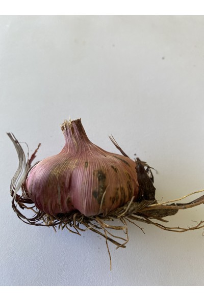 Silifkeden Pembe Glayör Soğanı 1 Adet Silifkeden Pembe Glayör Soğanı 1 Adet