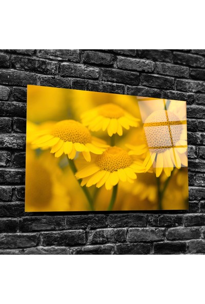 Kıvırcık Papatya Çiçeği Yatay Cam Tablo