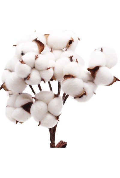 Lora Wedding 29 cm 10'lü Doğal Pamuk