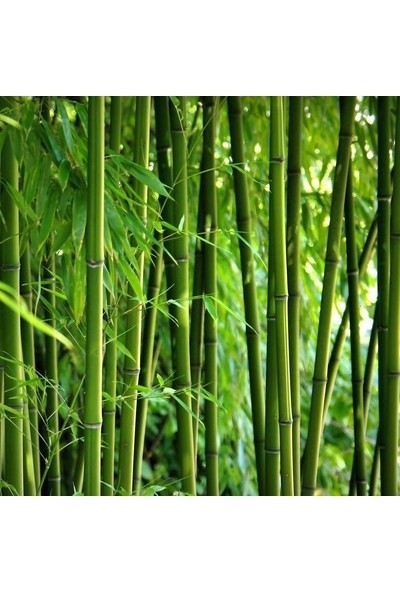50 Adet Tohum Yeşil Bmbu Moso Bambu Tohumu
