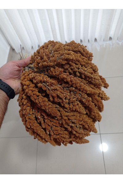 Kuşlar Için Tilki Kuyruğu Kızıl Dal Darı (1 Kg)