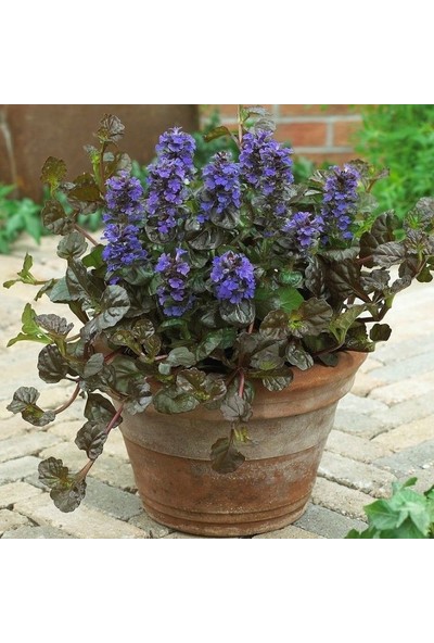 Ajuga Reptans Mayasıl Otu, 2 Adet Saksıda Ajuga Reptans Mayasıl Otu, 2 Adet Saksıda