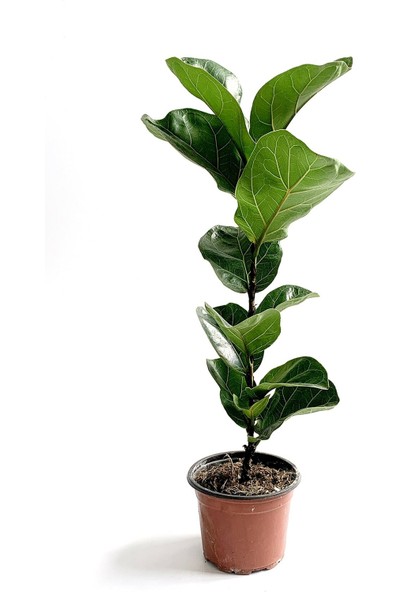 Maison Plants Ficus Lyrata - Keman Yapraklı Kauçuk Maison Plants Ficus Lyrata - Keman Yapraklı Kauçuk
