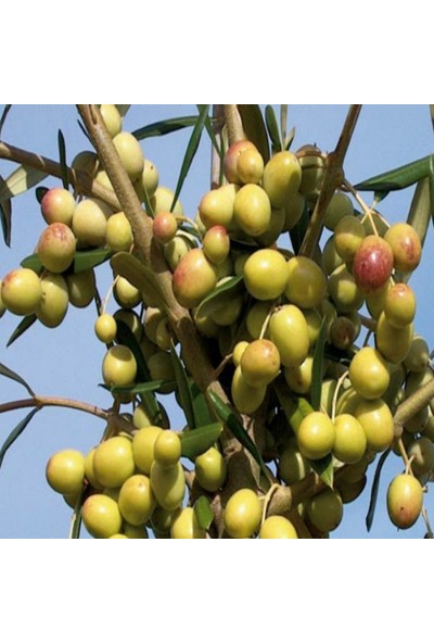 5 Adet Arbeguina Zeytin Fidanı 1 Metre Tüplü Aşılı 12 Ay Dikim