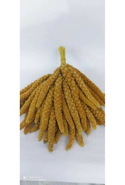 Kızıl Daldarı 250 gr KIZIL250