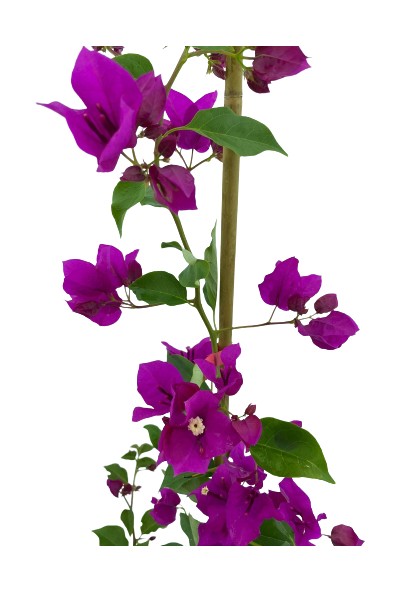 Servet Garden Begonvil Çiçeği Saksıda Sarmaşık Servet Garden Begonvil Çiçeği Saksıda Sarmaşık