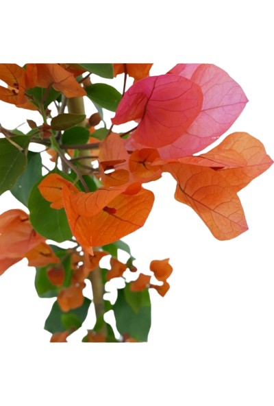 Begonvil Turuncu (50-60CM)